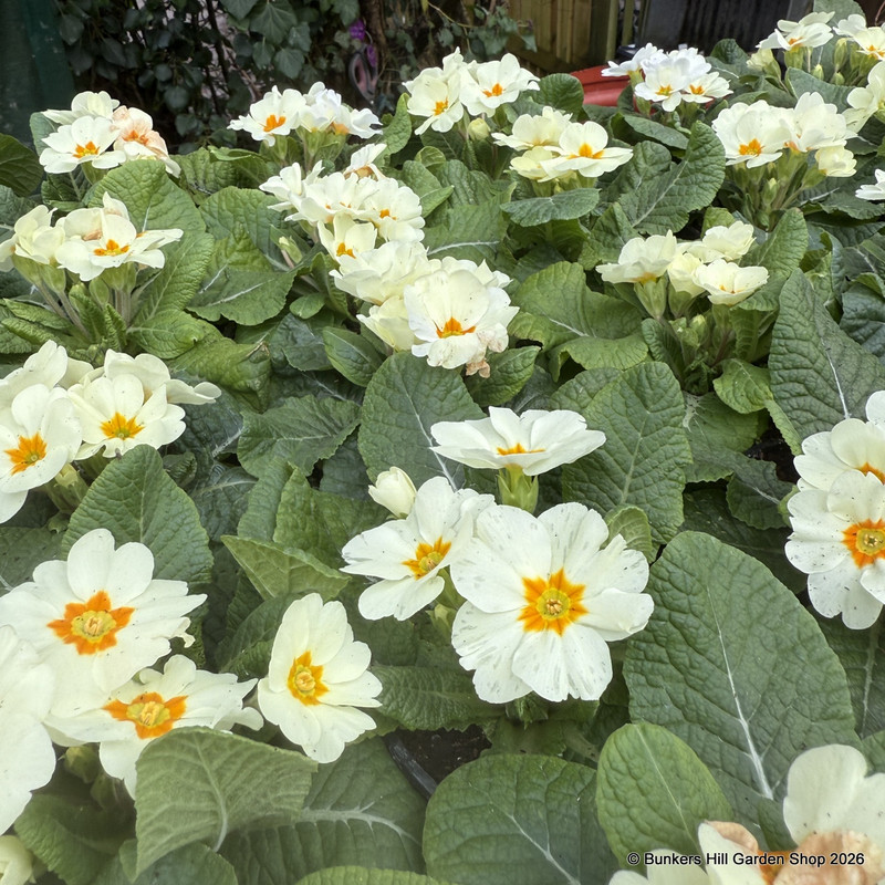 Wild(ish) primroses (cottage cream) - Bunkers Hill Plant Nursery