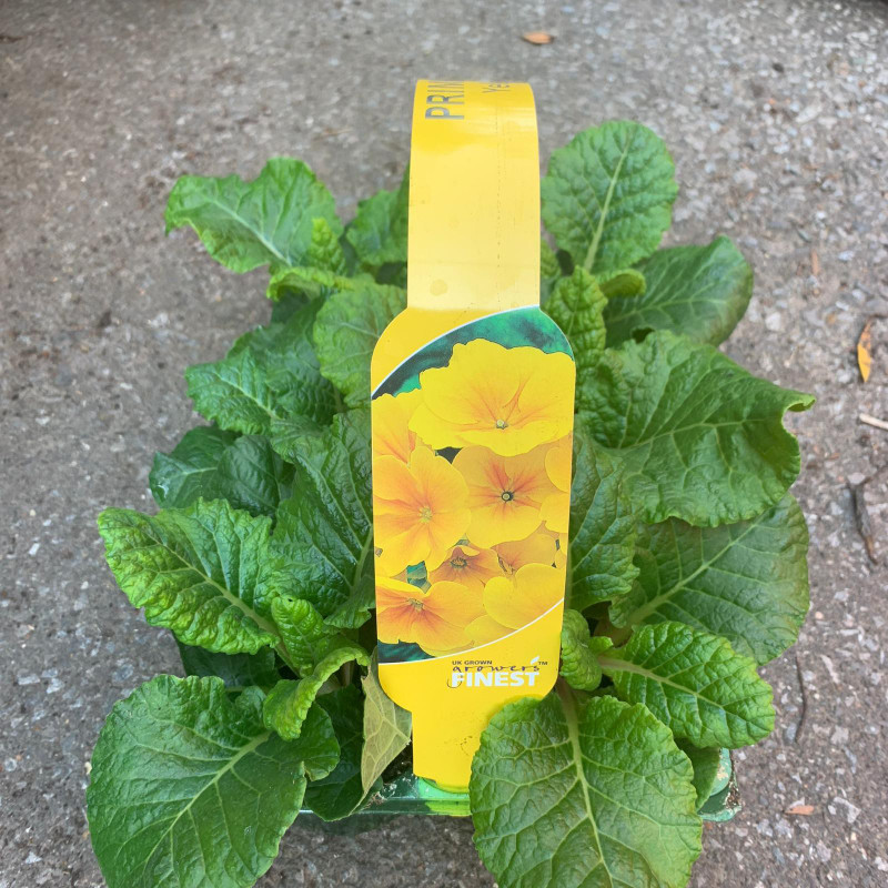 Primrose 6 pack - mixed colours - Bunkers Hill Plant Nursery