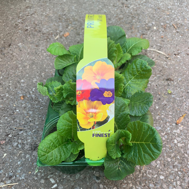 Primrose 6 pack - mixed colours - Bunkers Hill Plant Nursery