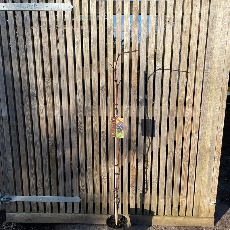 Vitis 'Phillip' 4ltr - Bunkers Hill Plant Nursery