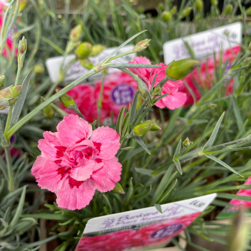 Dianthus 'Whetman Star' 'Starburst - Bunkers Hill Plant Nursery