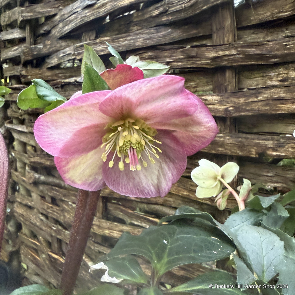 Perennials - Hellebore - Bunkers Hill Plant Nursery