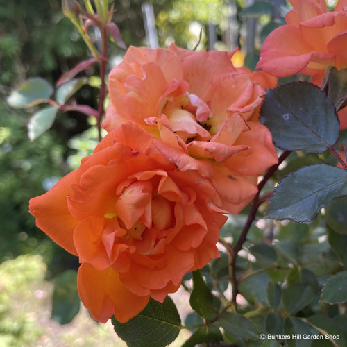 Rose 'Wildfire' (Patio Rose) 7.5ltr - Bunkers Hill Plant Nursery