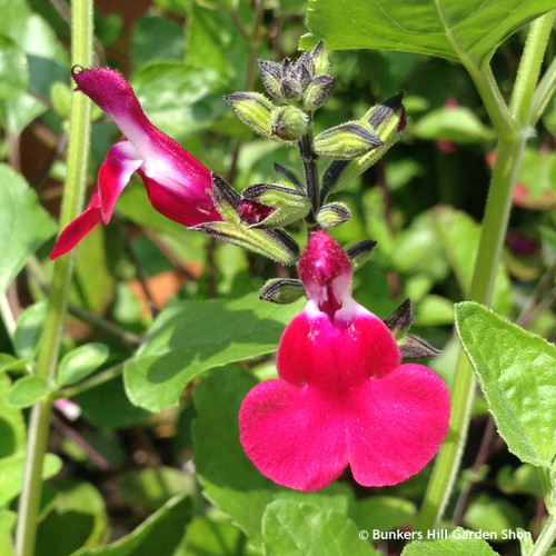 Salvia greggii 'Cherry Lips' - 3L - Bunkers Hill Plant Nursery