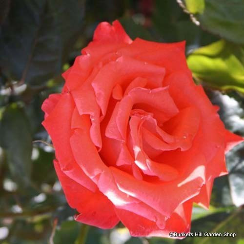 Alec's Red- Climbing Rose - Bunkers Hill Plant Nursery