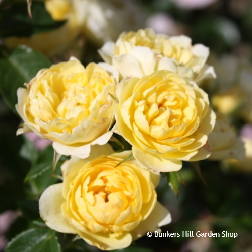 Sweet Memories - Patio Rose - Bunkers Hill Plant Nursery