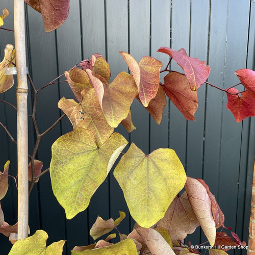 Cercis canadensis 'Eternal Flame' - 15L - Bunkers Hill Plant Nursery