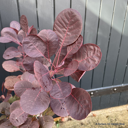 Cotinus 'Lilla' - Bunkers Hill Plant Nursery