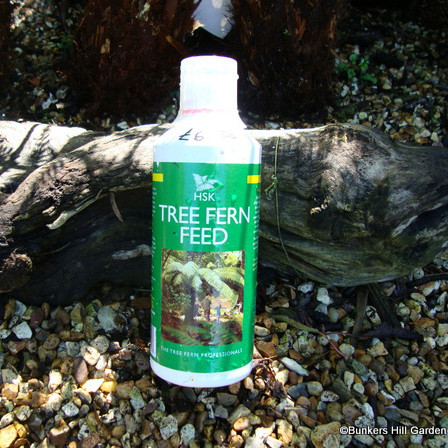 Tree Fern Feed - Bunkers Hill Plant Nursery