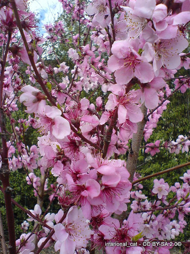 Prunus 'Spring Glow' 8/10cm - Bunkers Hill Plant Nursery
