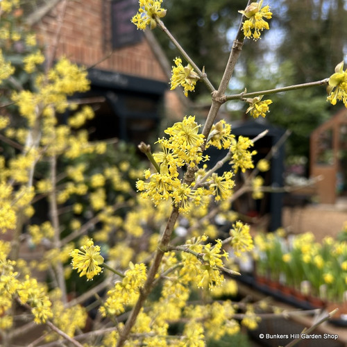 Cornus mas - Bunkers Hill Plant Nursery