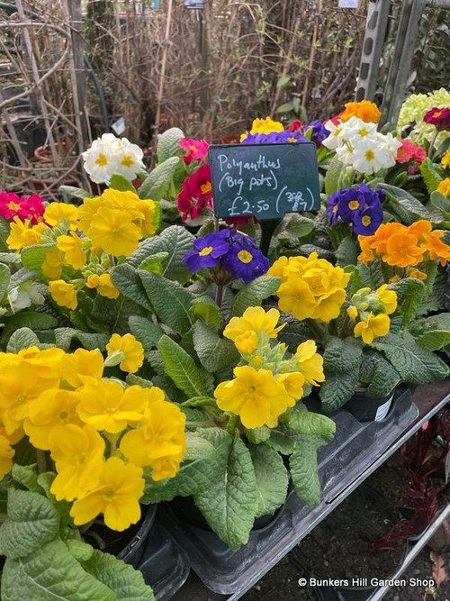Polyanthus - Individual large - Bunkers Hill Plant Nursery