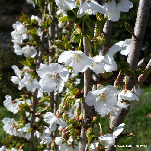 Prunus 'Umineko' 6/8cm - Bunkers Hill Plant Nursery
