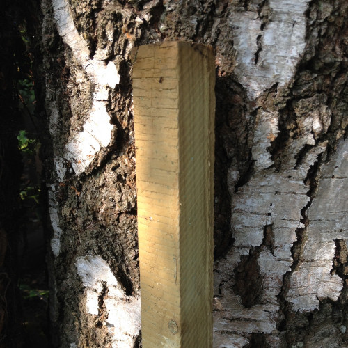 Tree Stake - 5ft square - Bunkers Hill Plant Nursery