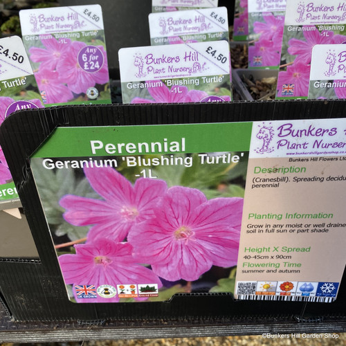 Geranium 'Blushing Turtle'-1L - Bunkers Hill Plant Nursery