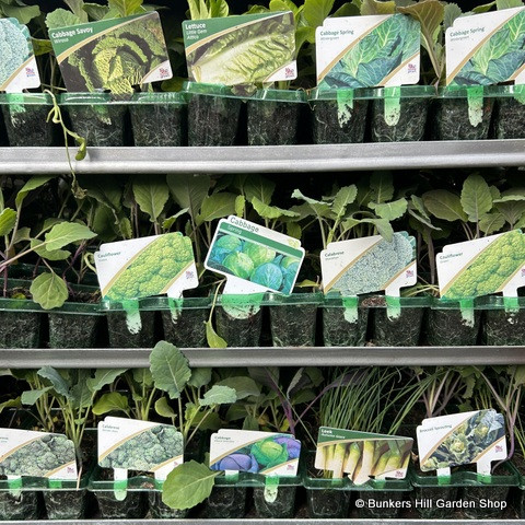 Vegetable packs - Bunkers Hill Plant Nursery