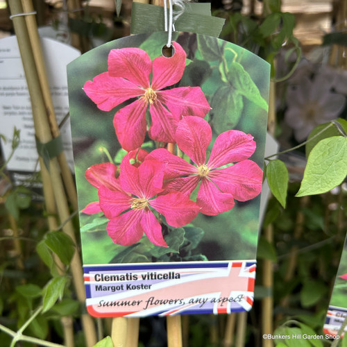 Clematis viticella 'Margot Koster' - Bunkers Hill Plant Nursery