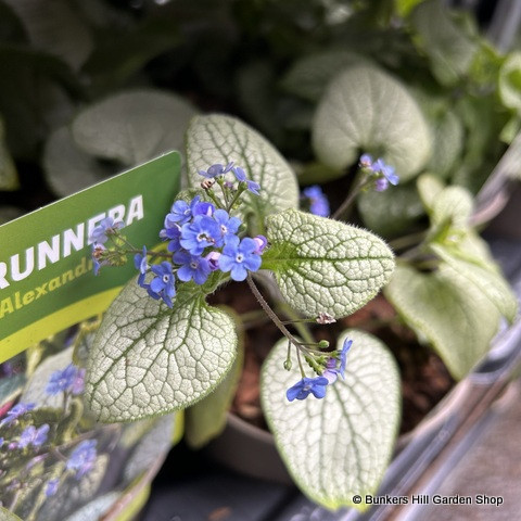 Brunnera 'Alexandria' 1.5L - Bunkers Hill Plant Nursery