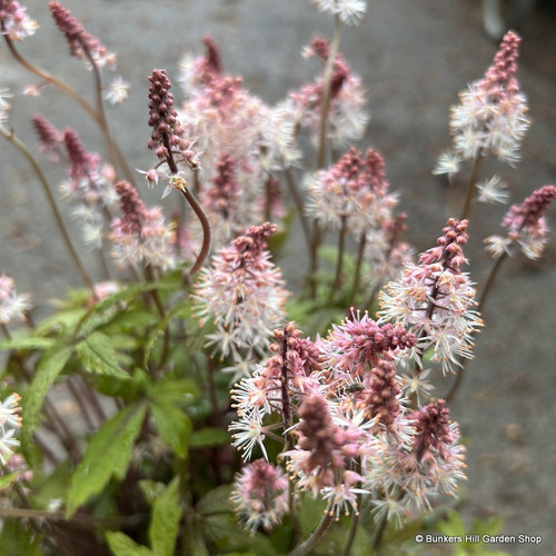Tiarella 'Raspberry Sundae' 4L - Bunkers Hill Plant Nursery