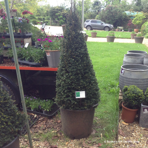 Taxus baccata (Yew) cone 125-150cm (width 40-50cm) - Bunkers Hill Plant ...