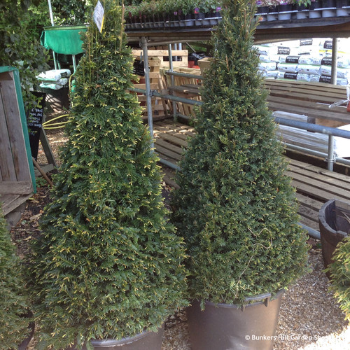 Taxus baccata (Yew) Egyptian pyramid 120-130cm - Bunkers Hill Plant Nursery