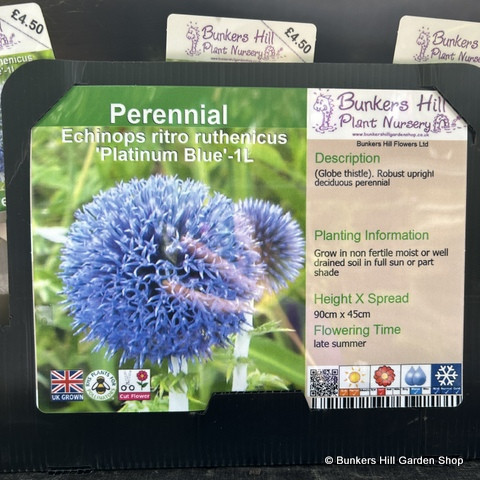 Echinops ritro ruthenicus 'Platinum Blue' 1ltr - Bunkers Hill Plant Nursery