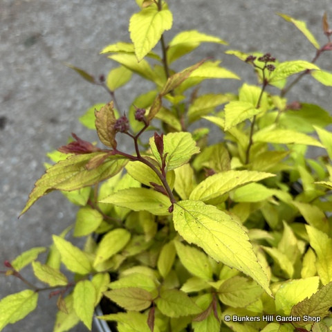 Spiraea jap. 'Firelight' 5L - Bunkers Hill Plant Nursery