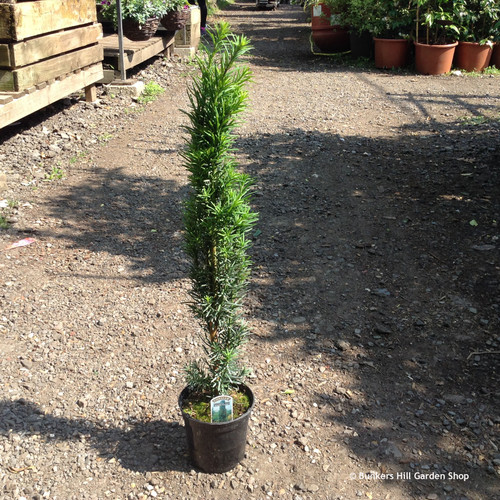 Taxus baccata 'Fastigiata Robusta' (Irish Yew) 60cm - Bunkers Hill ...
