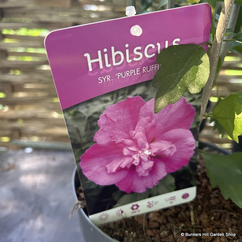 Hibiscus 'Purple Ruffles' (4L) - Bunkers Hill Plant Nursery