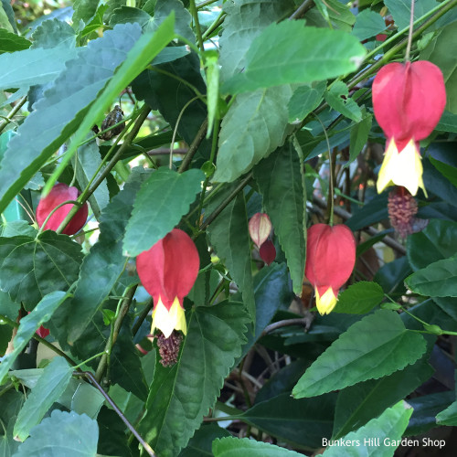 Abutilon megapotamicum 3L - Bunkers Hill Plant Nursery