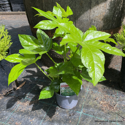 Fatisa 3L OFFER - Bunkers Hill Plant Nursery