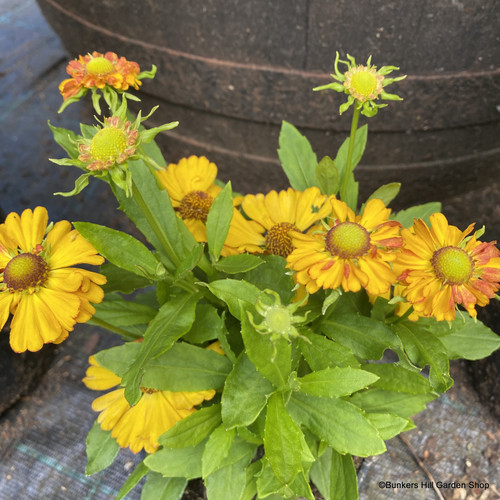 Helenium (Mix) Small - Bunkers Hill Plant Nursery