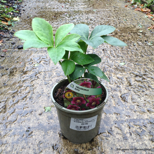 Helleborus orientalis 'Tutu' 1ltr - Bunkers Hill Plant Nursery