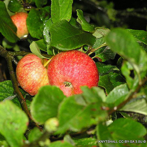 Apple 'Beauty of Bath' 2yr old tree (MM106 rootstock) (POTTED ...