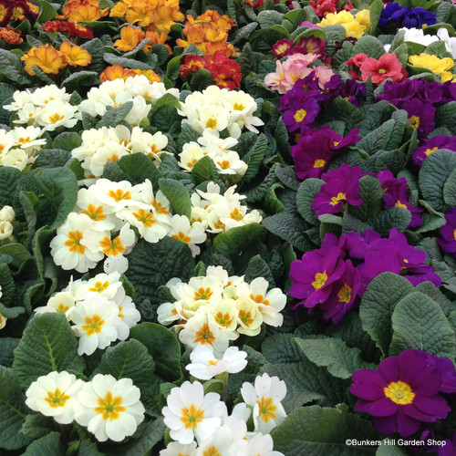 Primula Mix (6 Pack) - Bunkers Hill Plant Nursery