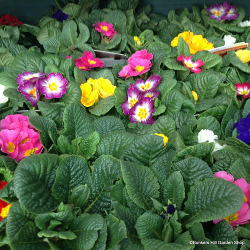 Primula acaulis - Mix (10.5cm) - Bunkers Hill Plant Nursery