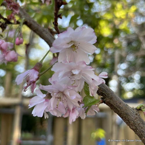 Prunus autumnalis 'Rosea' (Flowering Cherry) 80cm stem (5L) - Bunkers ...