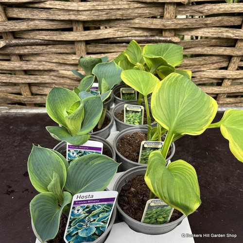 Hosta - mixed varieties - Bunkers Hill Plant Nursery