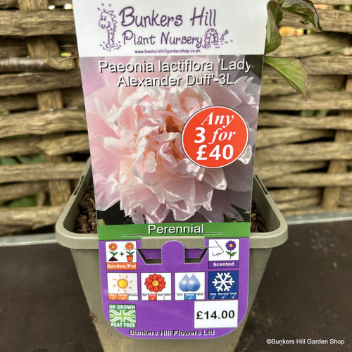 Paeonia lactiflora 'Lady Alexander Duff'-3L - Bunkers Hill Plant Nursery