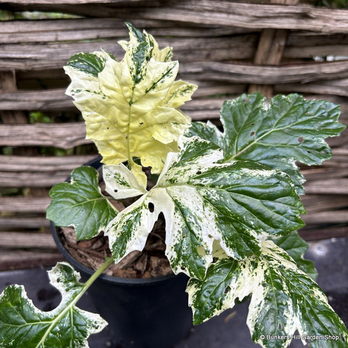 Acanthus spinosa 'Whitewater' - Bunkers Hill Plant Nursery