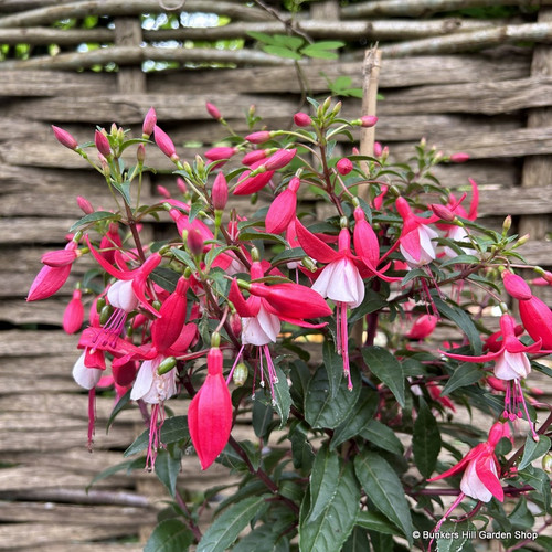 Fuchsia Bella pyramid - Bunkers Hill Plant Nursery