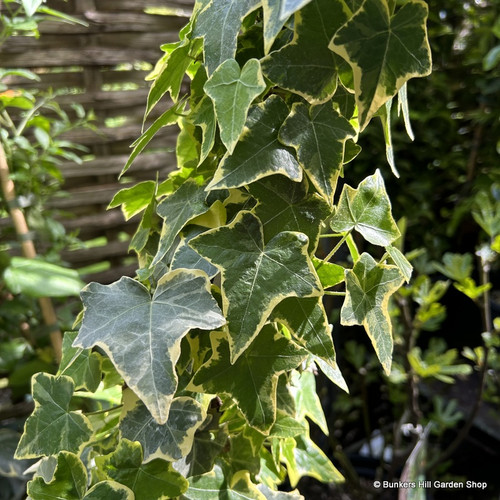 Hedera 'Gold Child' 150cm (7L) - Bunkers Hill Plant Nursery