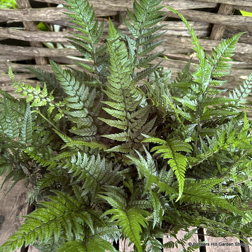 Athyrium (Lady fern) - Bunkers Hill Plant Nursery