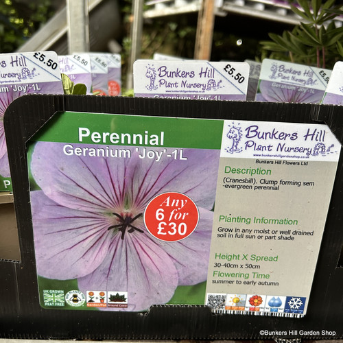 Geranium 'Joy' 1ltr pot - Bunkers Hill Plant Nursery