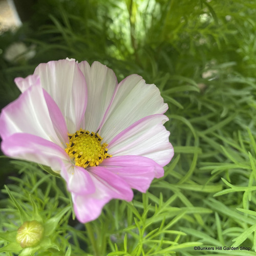 Cosmos (Apollo Mix) 1ltr - Bunkers Hill Plant Nursery