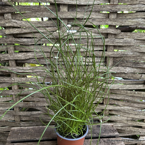 Juncus (spiral grass) - Bunkers Hill Plant Nursery