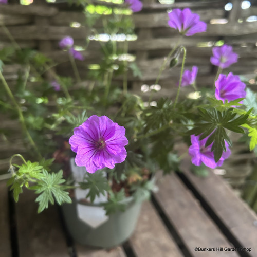 Geranium 'Blushing Turtle' 2L - Bunkers Hill Plant Nursery