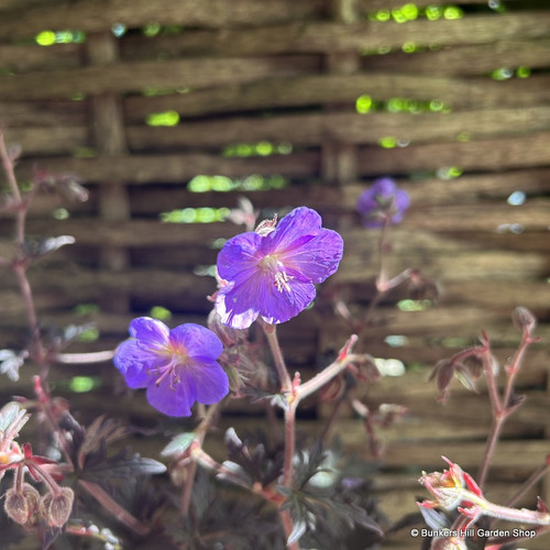 Geranium 'Boom Chocolatta' 2L - Bunkers Hill Plant Nursery