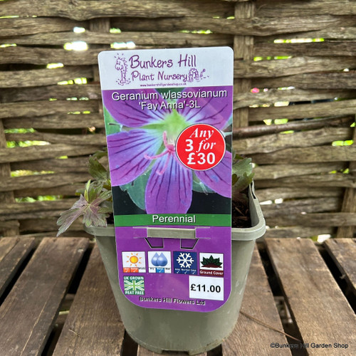 Geranium wlassovianum 'Fay Anna' 3ltr pot - Bunkers Hill Plant Nursery