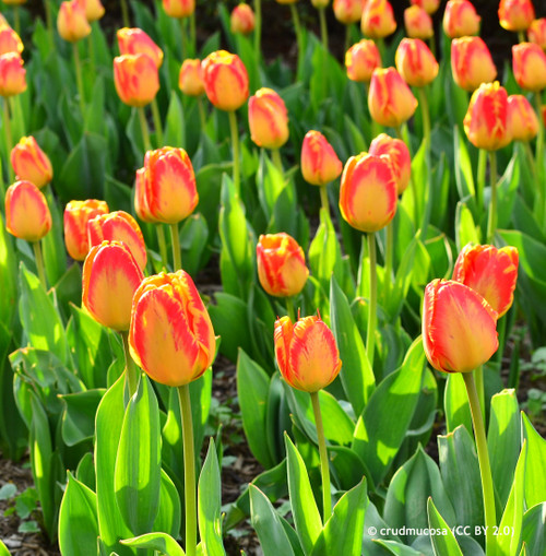 Tulip 'Banja Luka' - PACK of 8 bulbs - Bunkers Hill Plant Nursery